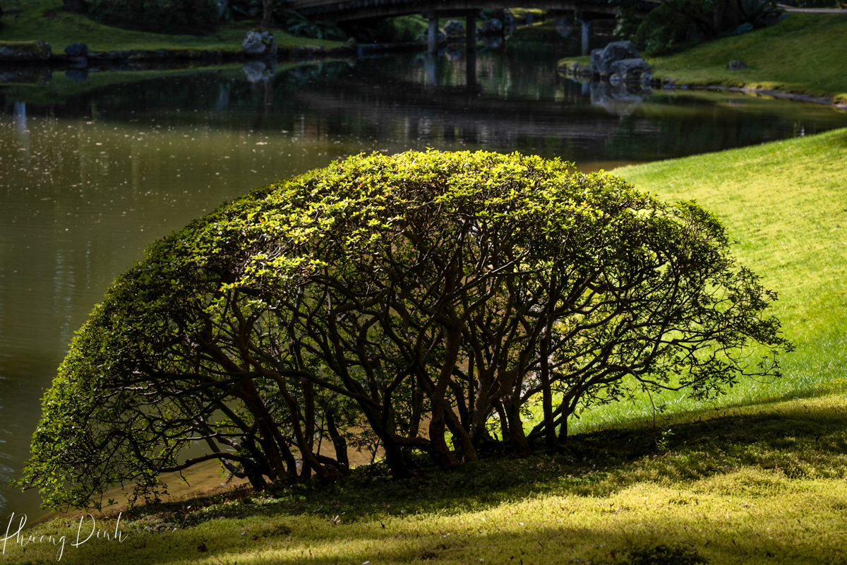 Discovering Nitobe Memorial Garden: A Seasonal Journey – Phuong Dinh